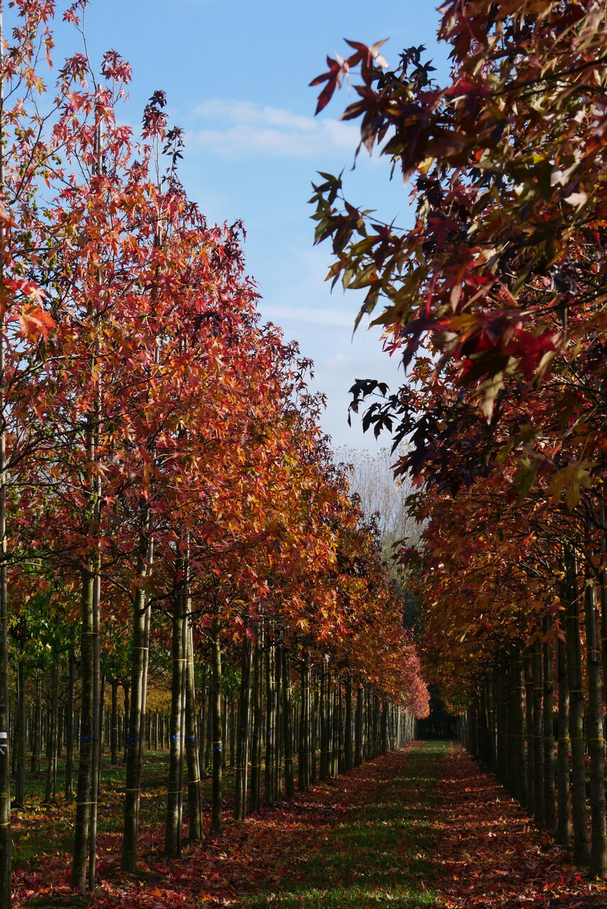 Liquidambar styraciflua 'Worplesdon' | Amberboom (cv) - Van den Berk Boomkwekerijen